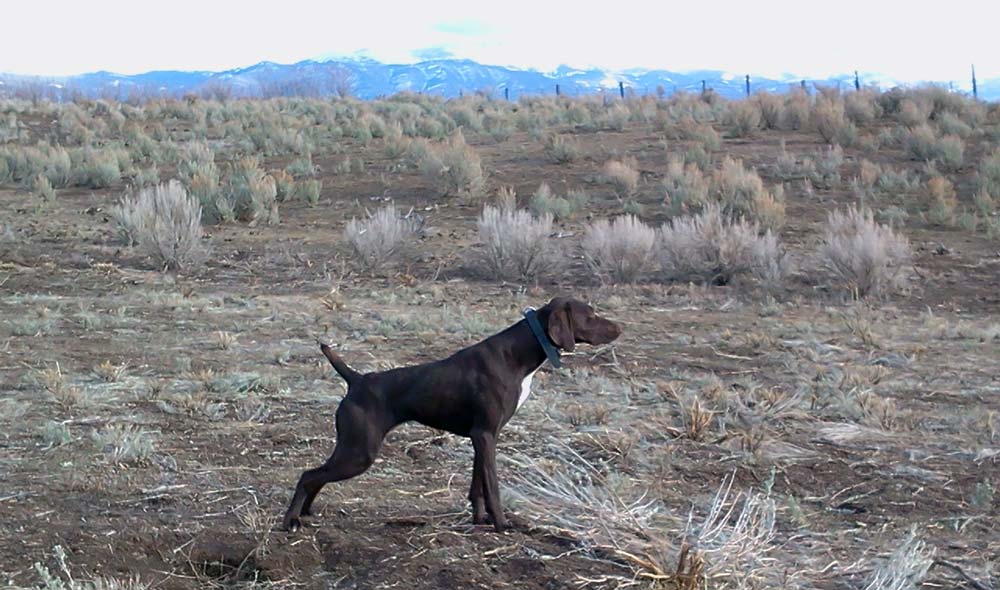 German Shorthair Pointers - Cabin Creek Gun Dogs